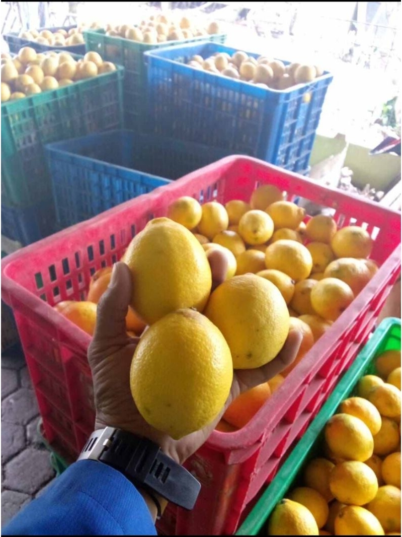 Jual Jeruk lemon California 1kg | Lemon super segar 1Kg | Shopee Indonesia