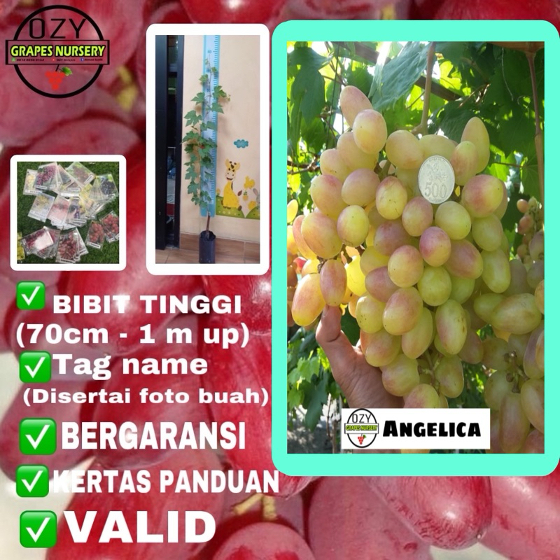 Jual BIBIT ANGGUR IMPORT ANGELICA valid dari indukan yang sudah berbuah ...