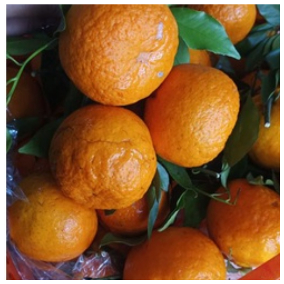 Jual Jeruk Wogan 1 kg Jeruk Wokam Import Jeruk Manis Segar Buah Segar ...