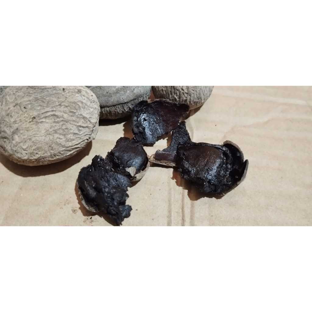 Jual Picung - Klewek - Kluwek - Kepayang 1kg | Shopee Indonesia