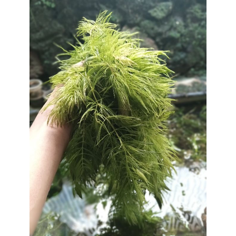 Jual Tanaman ekor tupai full daun air | Shopee Indonesia