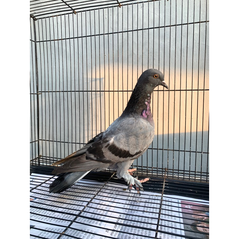 Jual Burung Merpati Megan Jembros Grade C untuk Merpati Tinggi Kolongan ...