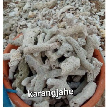 Jual karang jahe media filter aquarium/batu karang jahe/ginger coral ...