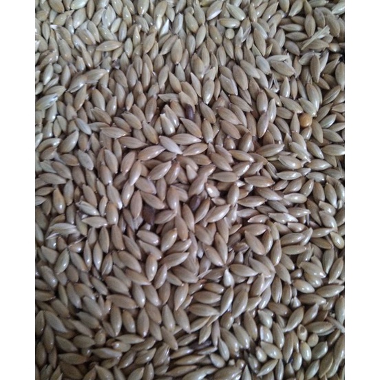 Jual Super Premium kenari seed curah pakan burung pemakan bijibijian ...
