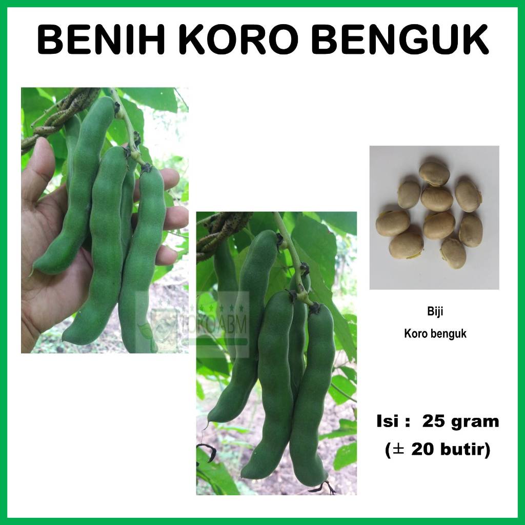 Jual Biji Benih Tanaman Koro Benguk Kacang Babi | Shopee Indonesia