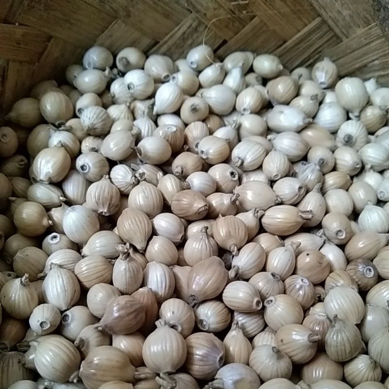 Jual Biji Benih Hanjeli Ketan Hatomugi Coix Lacryma Mayuen Jali-Jali ...