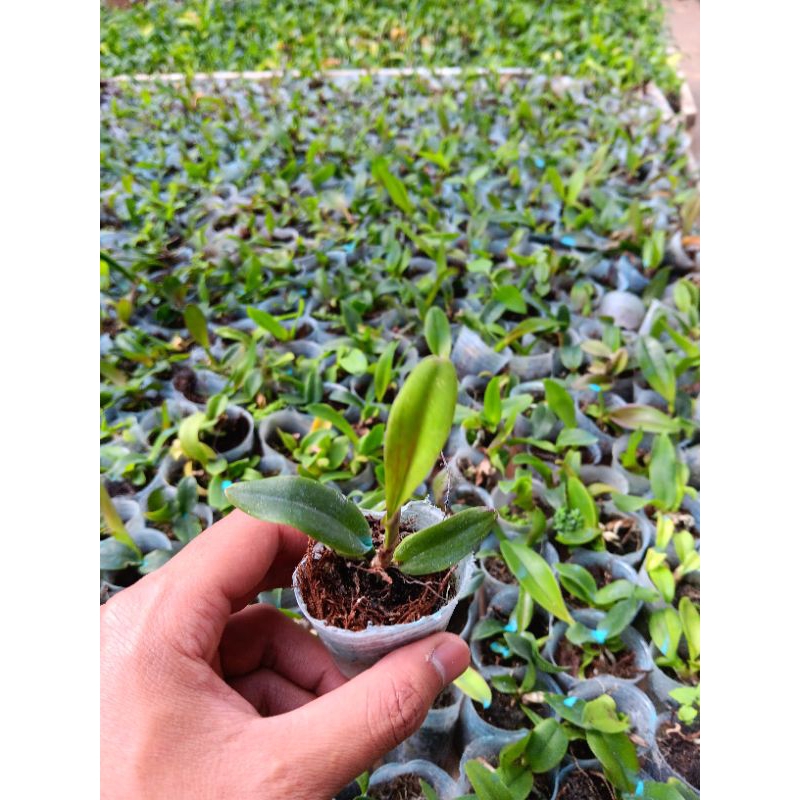Jual Bibit Anggrek Cattleya Hybrid (Seedling) | Shopee Indonesia