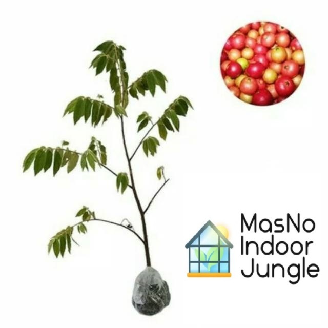 Jual Tanaman Buah Kersen - Bibit Pohon Buah Ceri Lokal / Cherry Talok ...