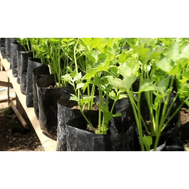 Jual Tanaman seledri atau daun sop ukuran remaja besar siap panen ...