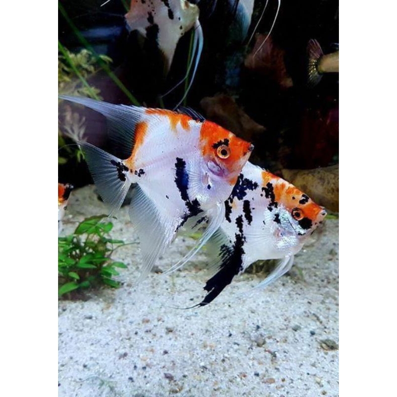 Jual Manfish Red Koi 2.5 3 cm - AQUARIUM ETALASE | Shopee Indonesia