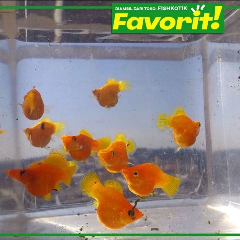 Jual Molly Sunkist Orange Grade A+ Ikan Hias Aquascape Hiasan Aquarium ...