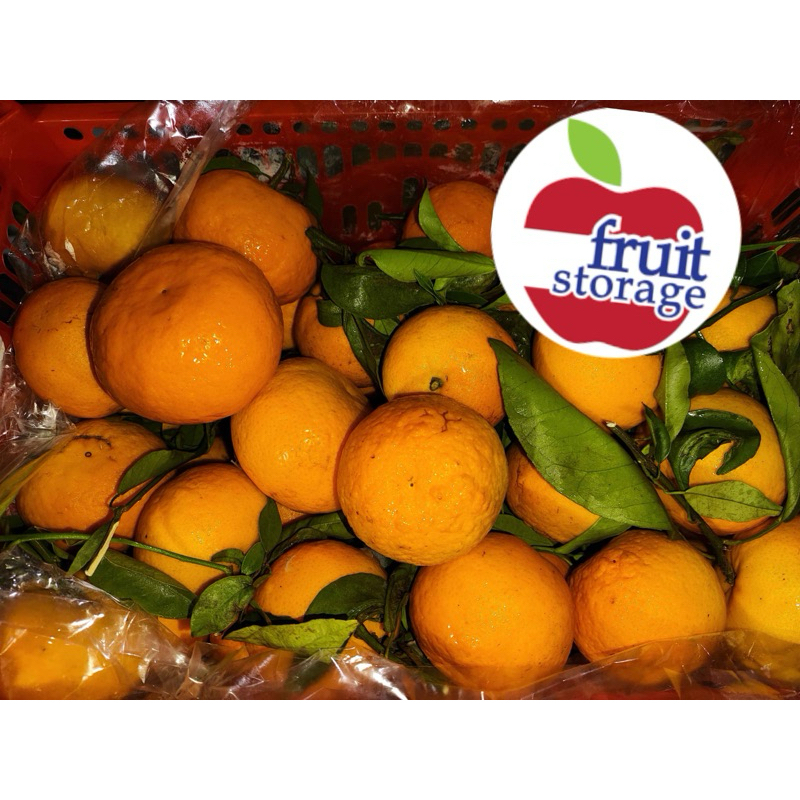 Jual Jeruk Kupas Mandarin Wokam 1kg Import Holy Fresh Wogan Buah segar ...
