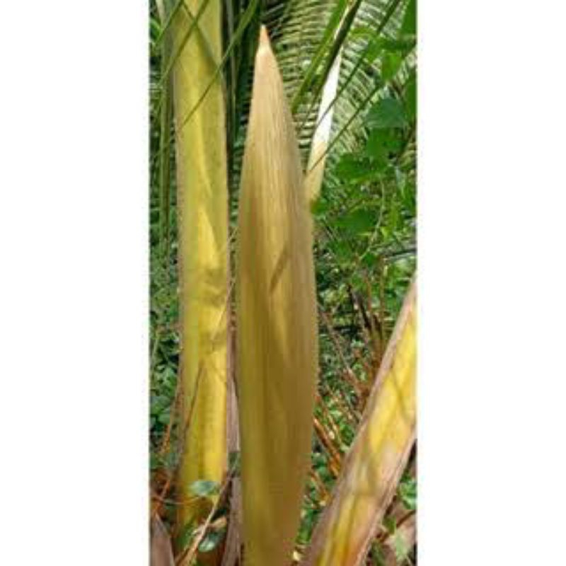 Jual manggar/bunga kelapa segar, kelapa gading | Shopee Indonesia
