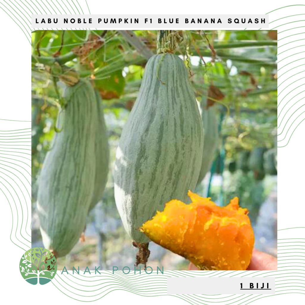 Jual Benih Bibit Biji - Labu Noble Pumpkin Blue Banana Squash F1 ...