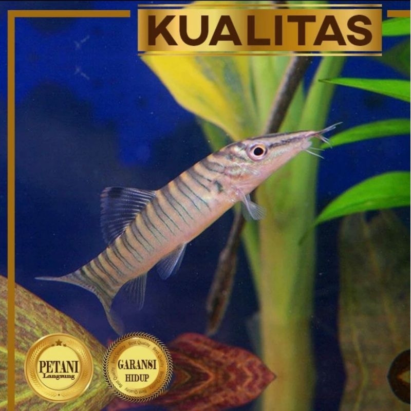 Jual Jumbo Botia Green Tiger Ikan Hias Aquascape Hiasan Aquarium ...