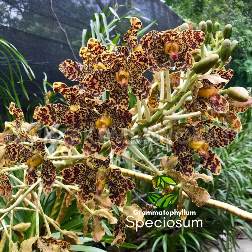 Jual Grammatophyllum Dewasa SPECIOSUM Anggrek Jadul Rawatan Kondisi ...