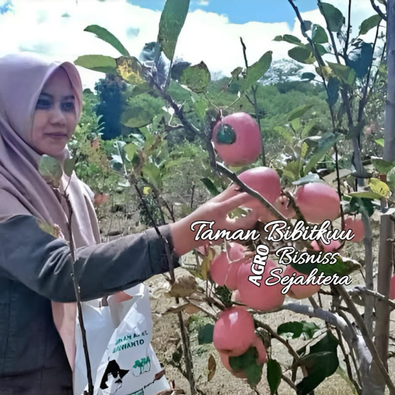 Jual Bibit Apel Fuji Merah Super Hasil Cangkok Pendek Bisa Berbuah ...