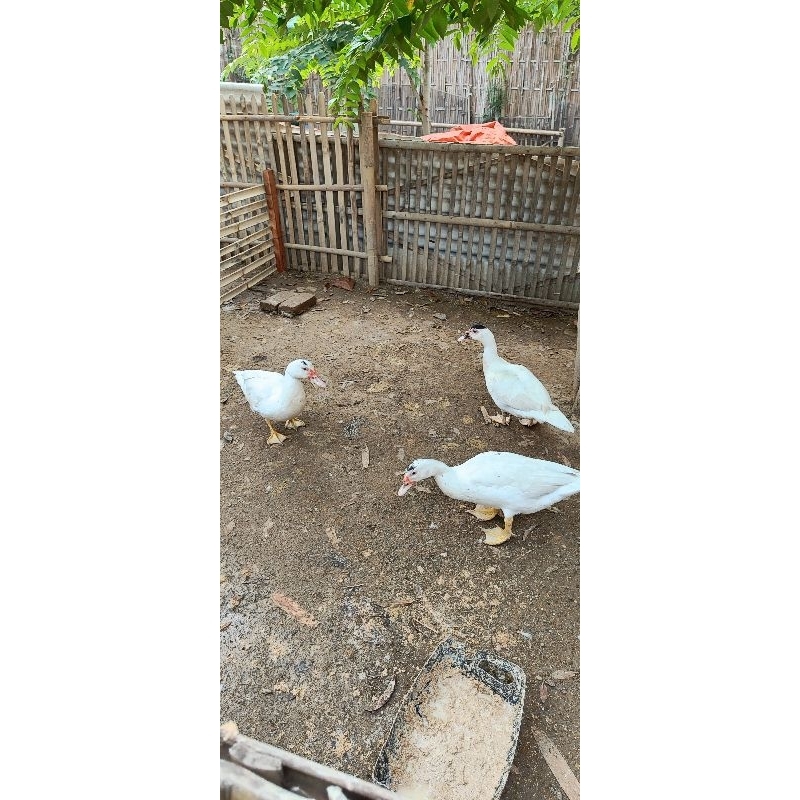 Jual Telur entok Rambon JB Jumbo Blitar | Shopee Indonesia