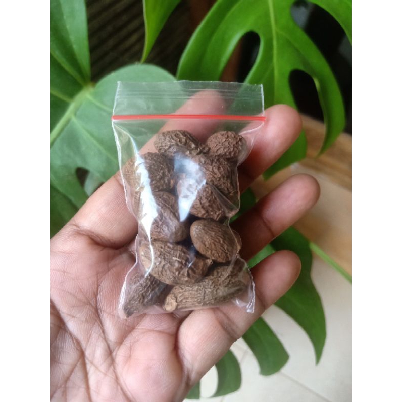 Jual buah tempayang 15 gr/buah kembang semangkuk kering# obat herbal ...