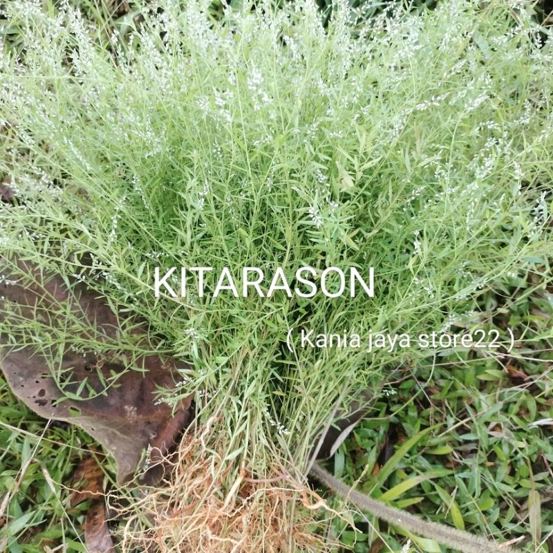 Jual RUMPUT BALSEM ATOU DAUN KITARASON ATOU TANAMAN WANGI TARASON / 150 ...
