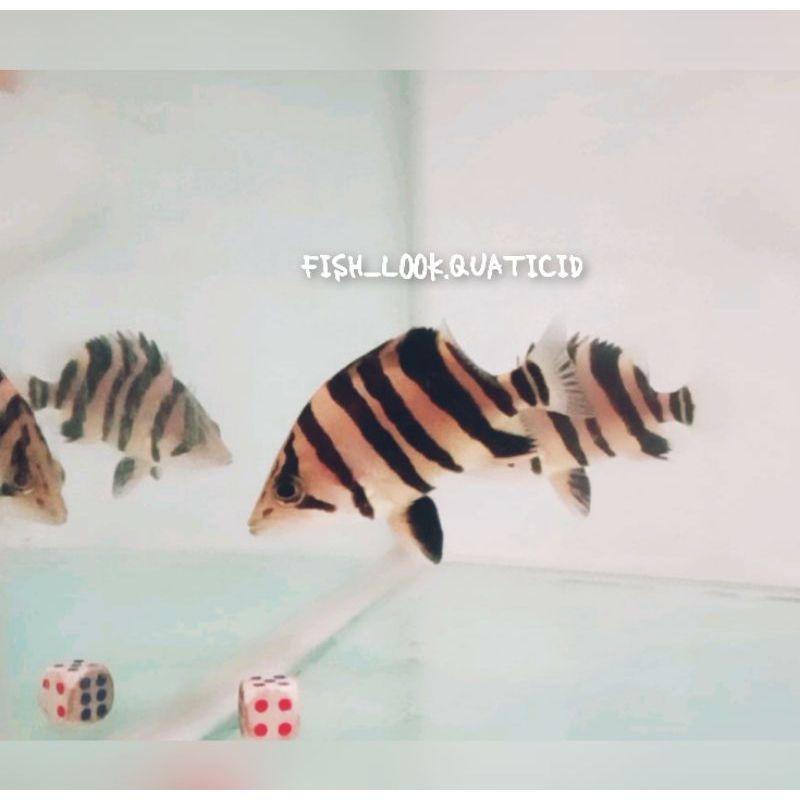 Jual DATZ GOLDEN BORNEO BAR SIMET RAPIH 4/4 (11-12cm) | Shopee Indonesia