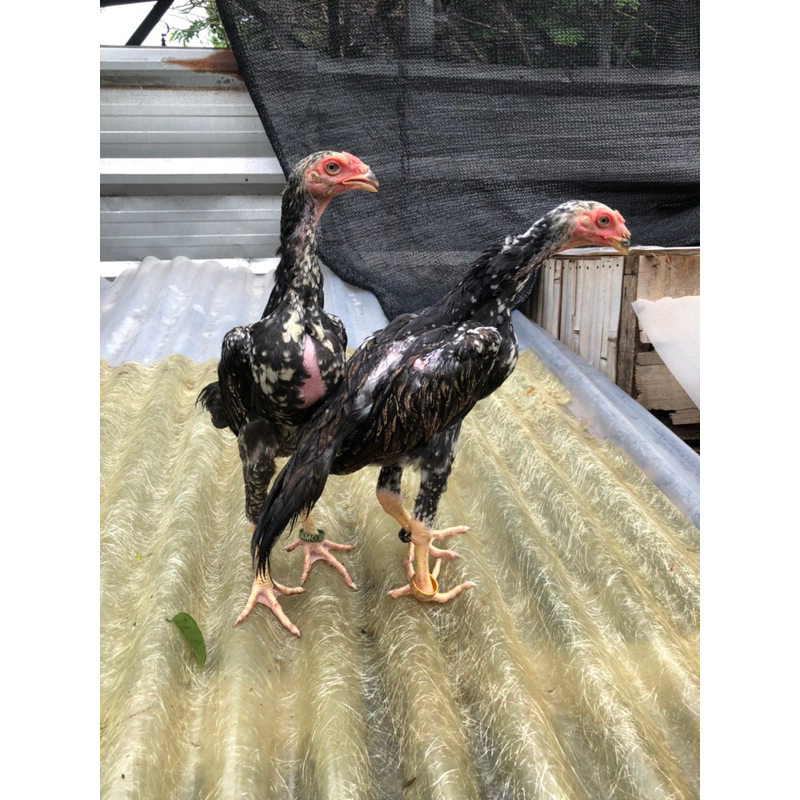 Jual ayam shamo eropa line zuchter usia 2 bulan up | Shopee Indonesia