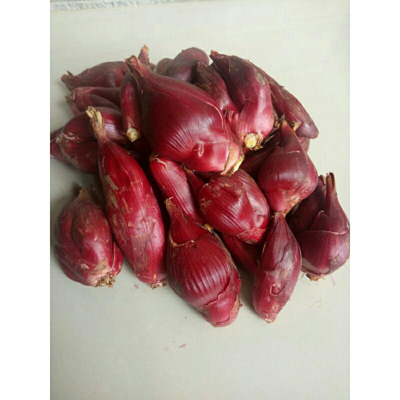 Jual BAWANG DAYAK SEGAR 1kg (Eleutherine bulbosa) bawang tiwai | Shopee ...