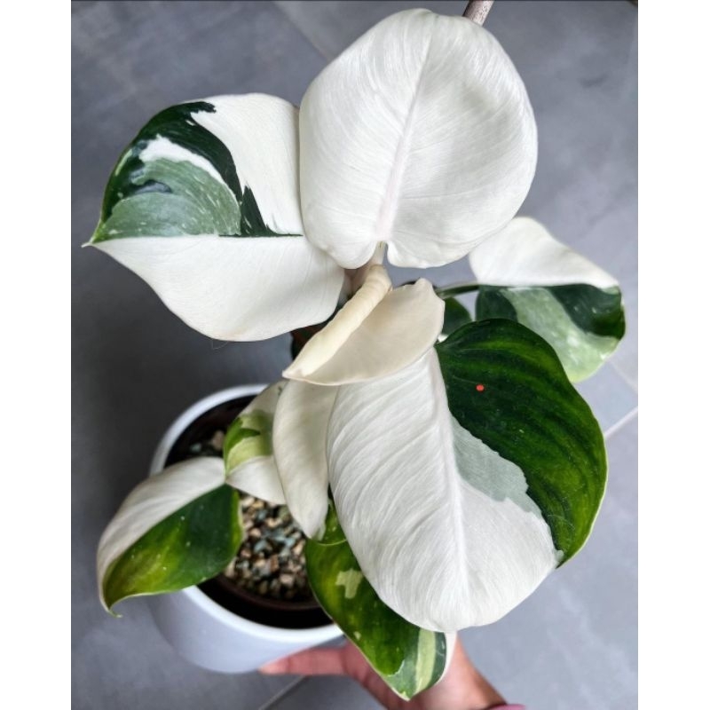 Jual Tanaman Hias Philodendron White Wizard-Philo White Wizard Cantik ...