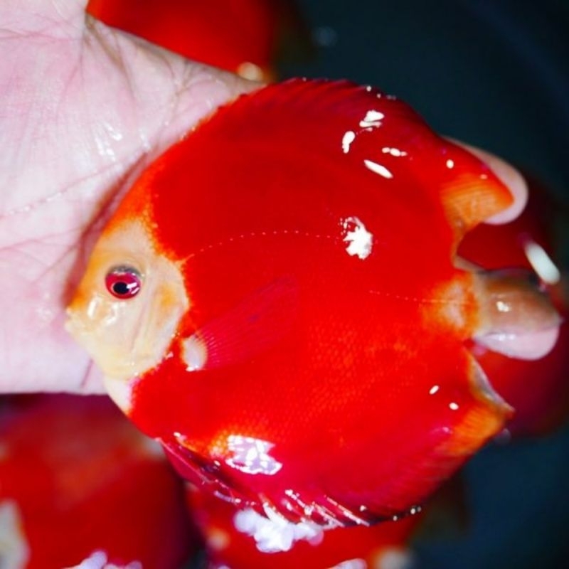 Jual Fuji Red Discus Aquarium | Shopee Indonesia