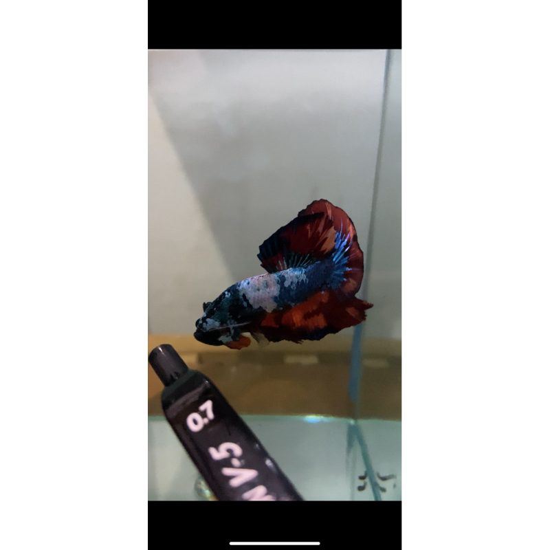 Jual Ikan HMPK GIANT dan HMPK WS multi | Shopee Indonesia