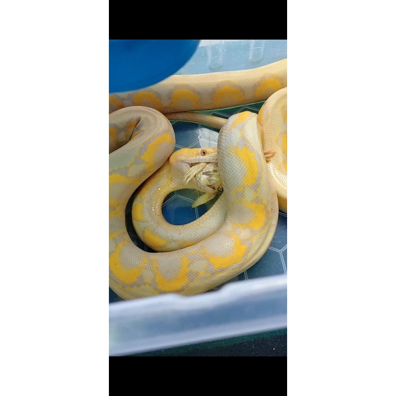 Jual Retic Albino Lavender | Shopee Indonesia