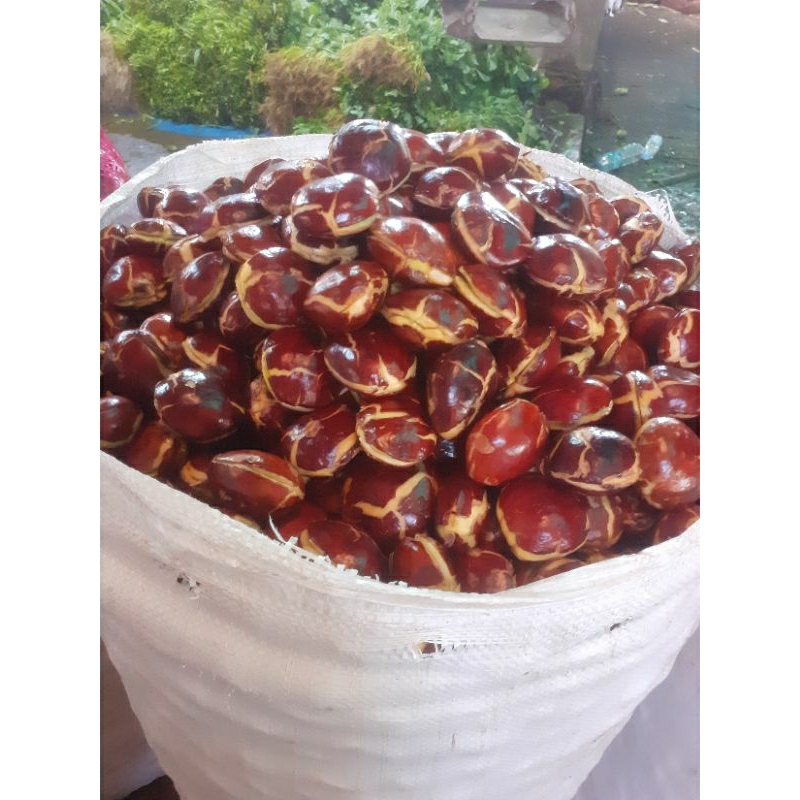Jual Jengkol Tua super 1KG | Shopee Indonesia