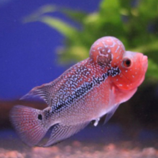 Jual IKAN HIAS LOUHAN CENCU / IKAN LOUHAN LOHAN / IKAN HIAS AQUARIUM ...