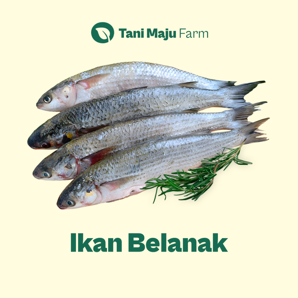 Jual TANI MAJU - Ikan Belanak Gere Fresh (500 gram) - Seafood | Shopee ...