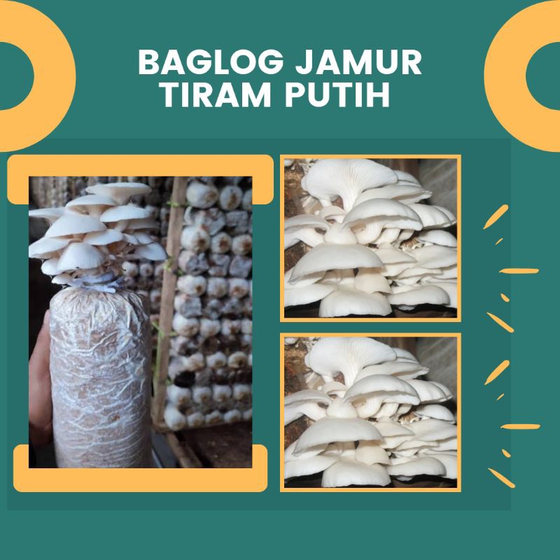 Jual Baglog jamur tiram putih | Shopee Indonesia