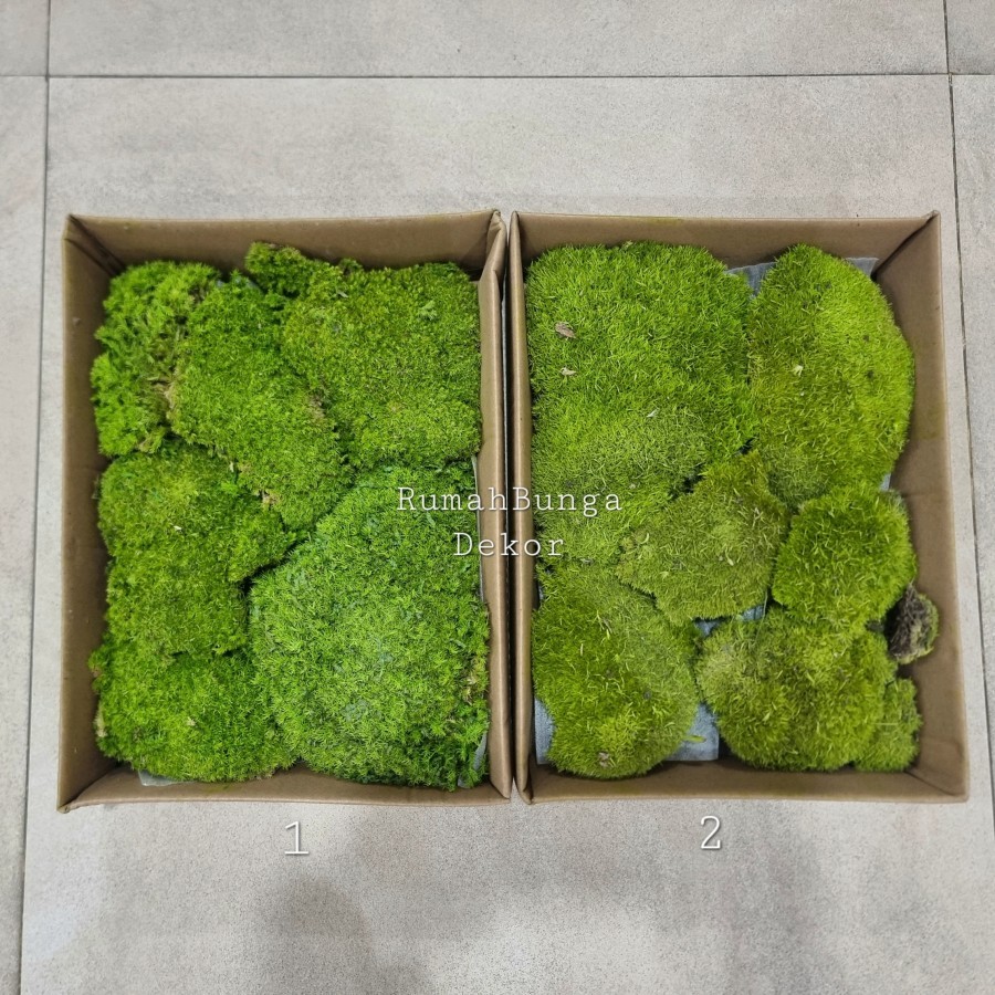 Jual Lumut Batu Artificial Kotak ( Ada 2 Warna ) | Shopee Indonesia
