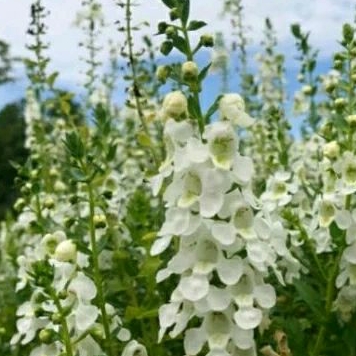 Jual tanaman hias bunga lavender putih/angelonia bunga putih | Shopee ...
