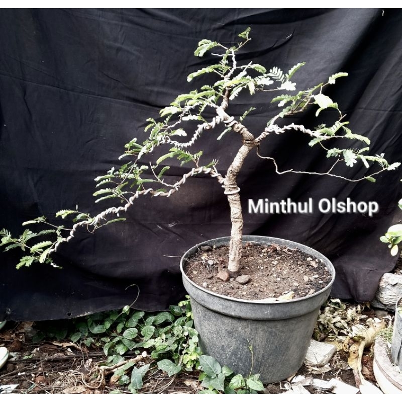 Jual Bonsai asem jawa real pict siap pajang | Shopee Indonesia
