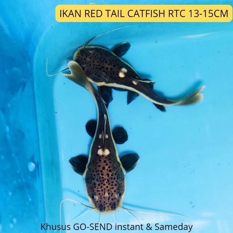 Jual Ikan Red Tail Catfish RTC ukuran 13-15cm | Shopee Indonesia