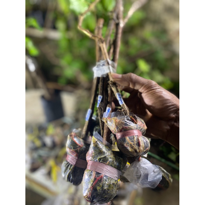 Jual anggur fresh cangkok | Shopee Indonesia