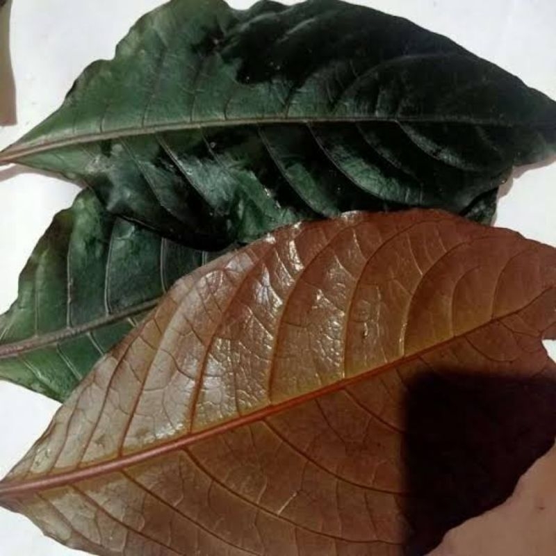 Jual 100g Daun Ungu atau Hadalem atau Handelem atau Handeuleum herbal ...