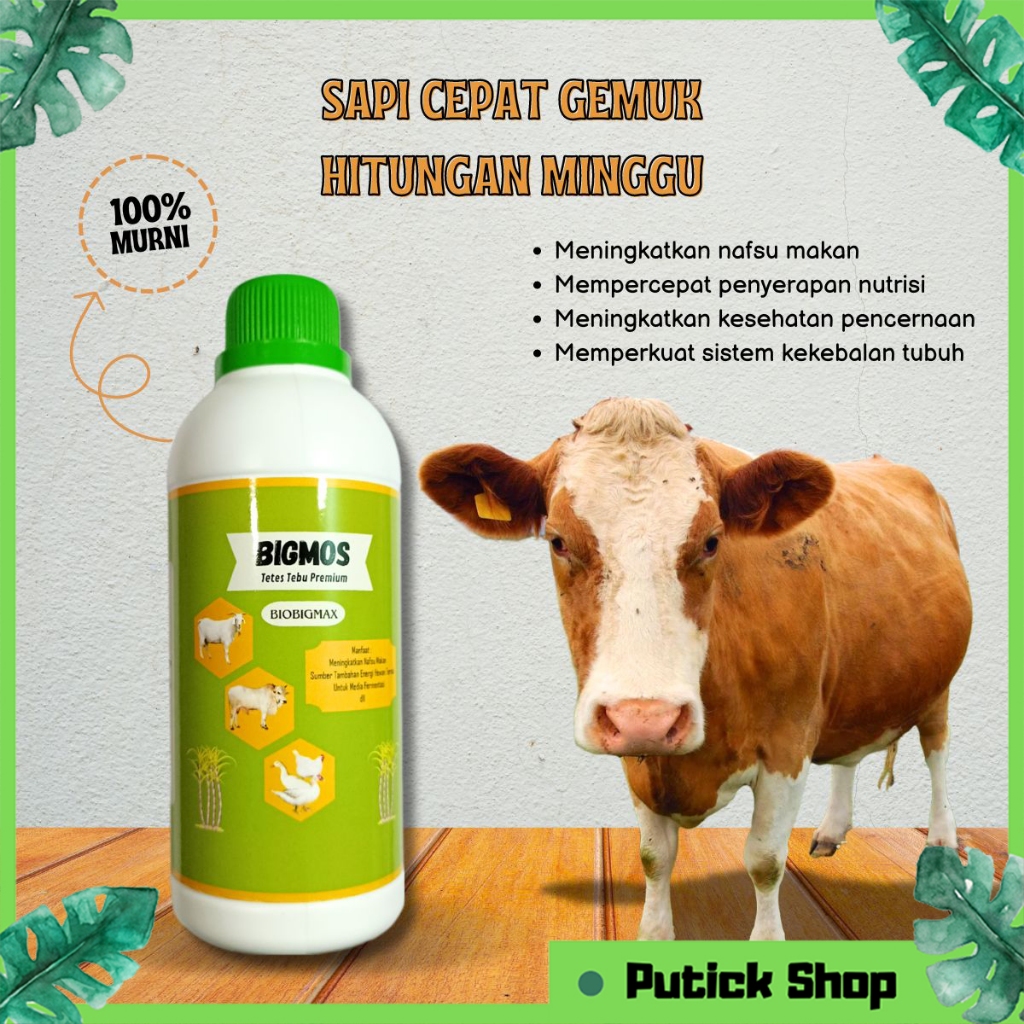 Jual Vitamin Sapi Agar Cepat Gemuk BIGMOS Penggemuk Sapi Super Cepat ...