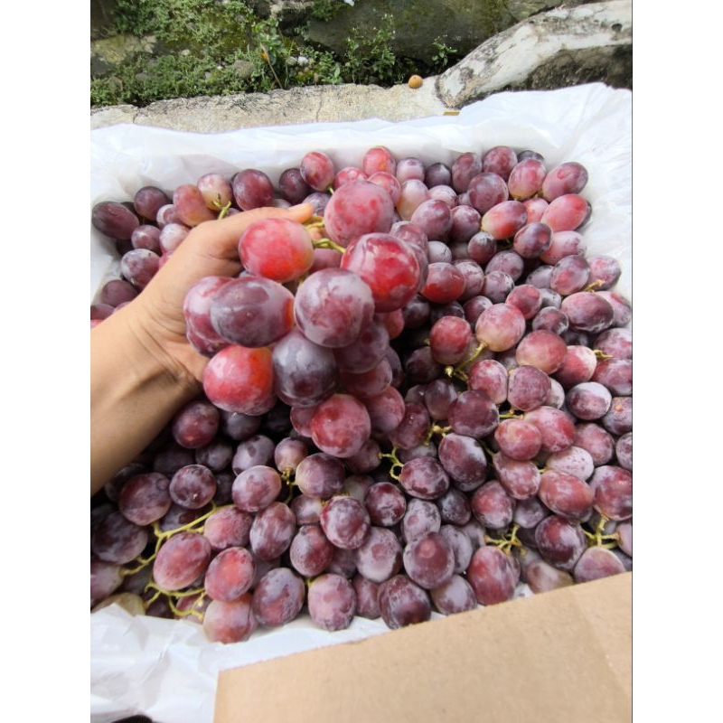 Jual Anggur Redglobe Manis Segar Size Besar 500 gr | Shopee Indonesia