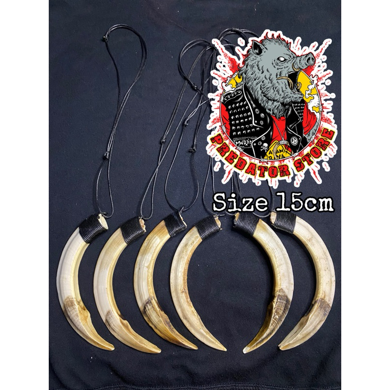 Jual taring babi asli ukuran 15cm | Shopee Indonesia