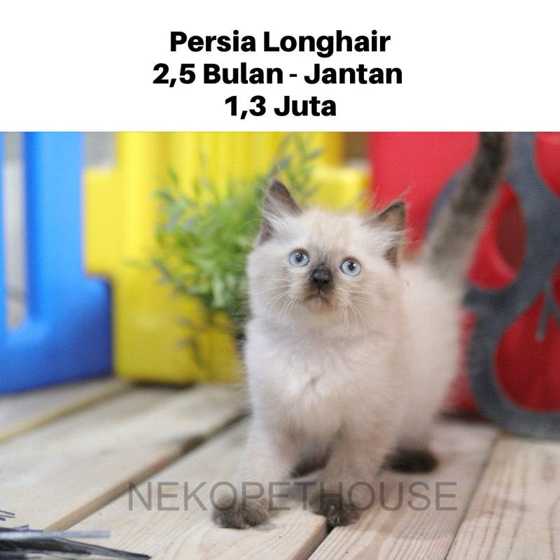 Jual Himalaya Kitten Anak Kucing Himalaya | Shopee Indonesia