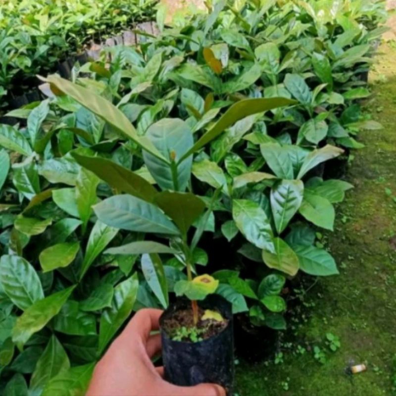 Jual Bibit Benih Kopi Robusta Super Unggul Siap Tanam (Paket 10 bibit ... Jual Bibit Benih Kopi Robusta Super Unggul Siap Tanam (Paket 10 bibit ...