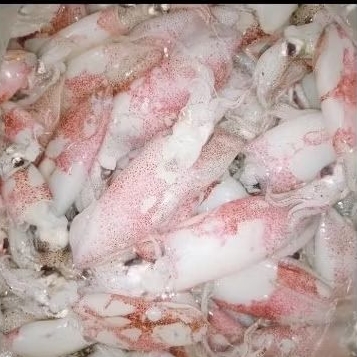 Jual Baby Cumi segarr 1 Kg | Shopee Indonesia
