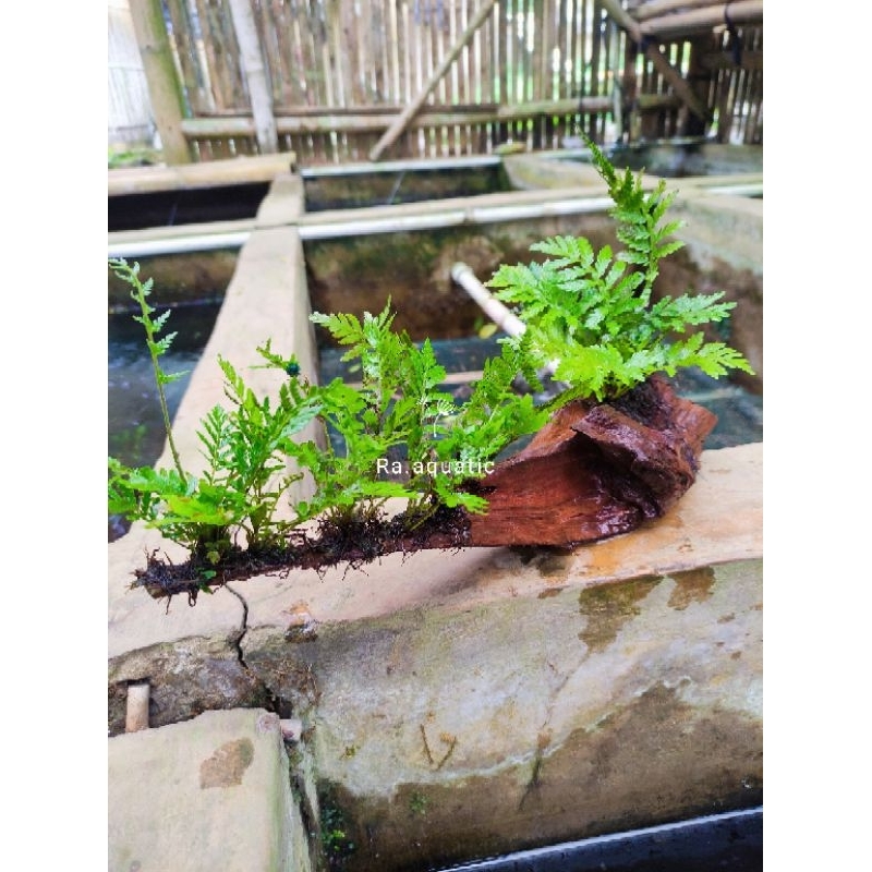 Jual Kayu rentek pakis air ukuran 20cm sudah tengelam - tanaman ...