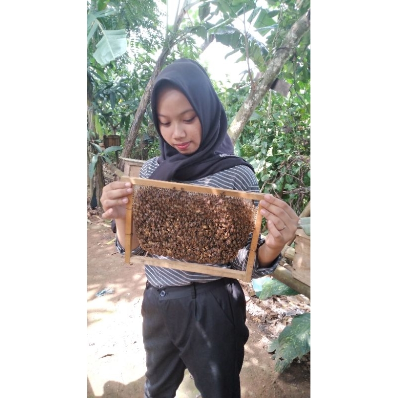 Jual Bibit Lebah Apis Cerana (1) sisir_No Ratu Lebah+Kotak/koloni ...