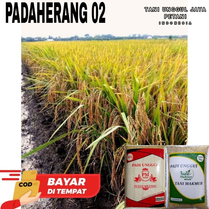 Jual BENIH BIBIT PADI PADAHERANG 02 NEW PRODUCT KWALITAS UNGGUL KEMASAN ...